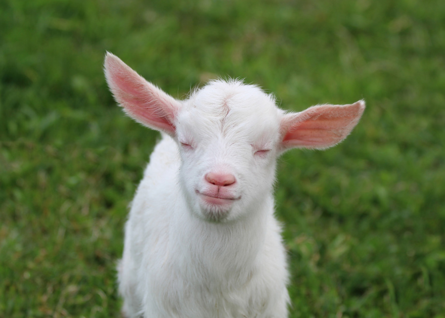 Baby Fainting Goat